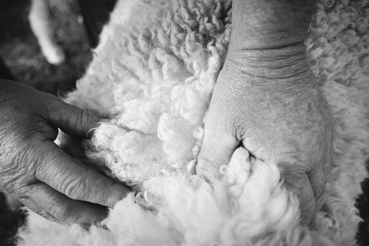 Inside Our Cushions: Wool Explained – Woodchip & Magnolia